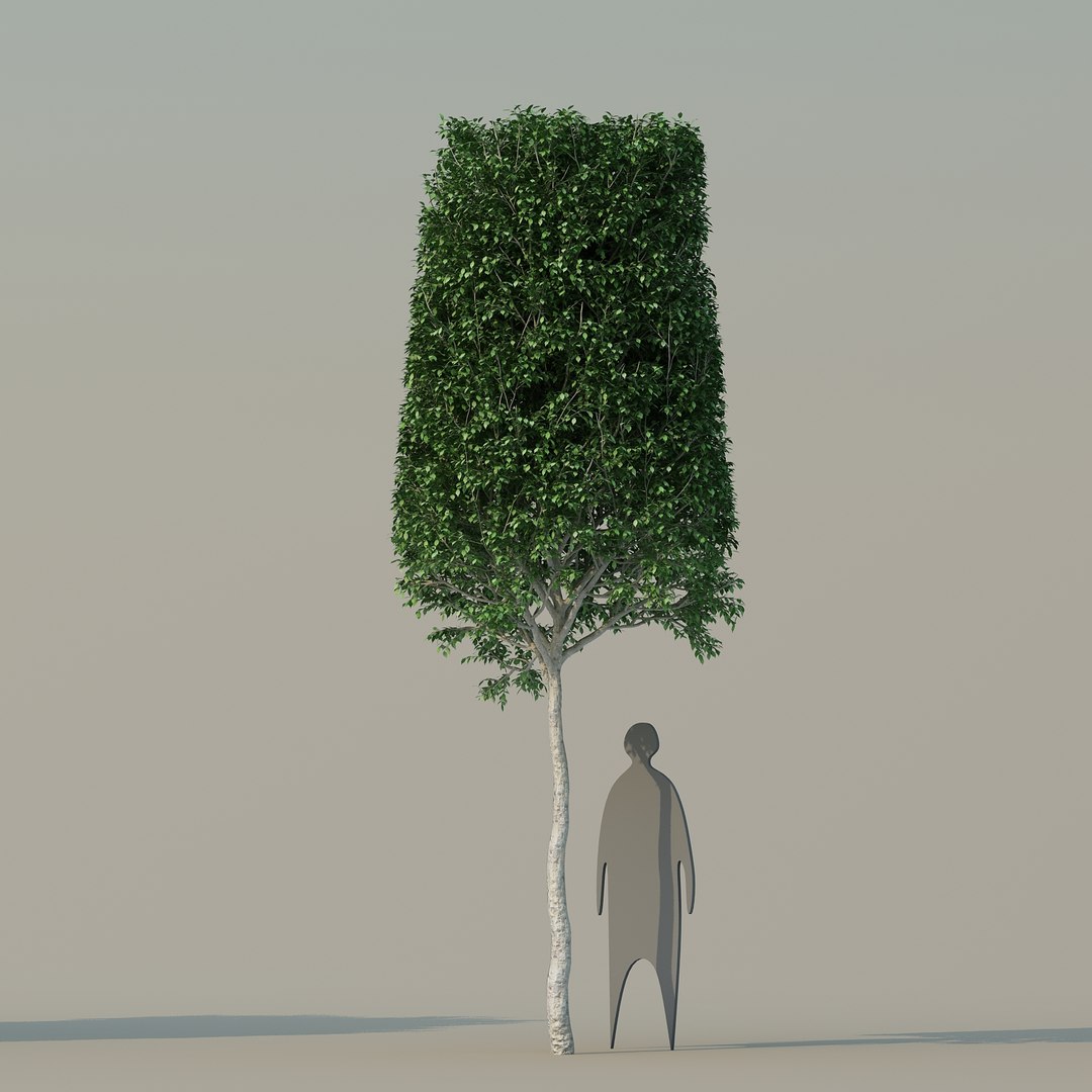 Tree Plant 3D - TurboSquid 1166980