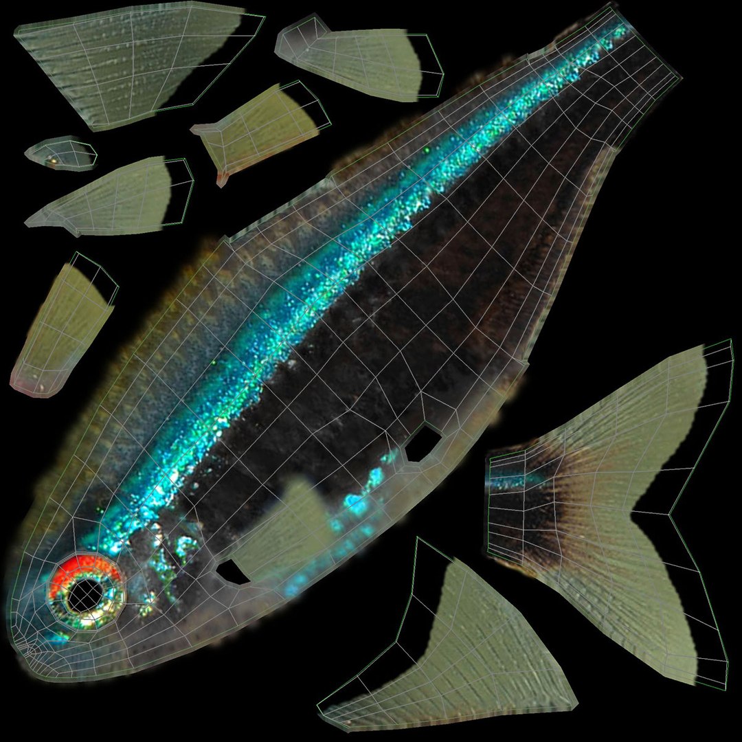Realistic neon tetra set 3D model - TurboSquid 1383512