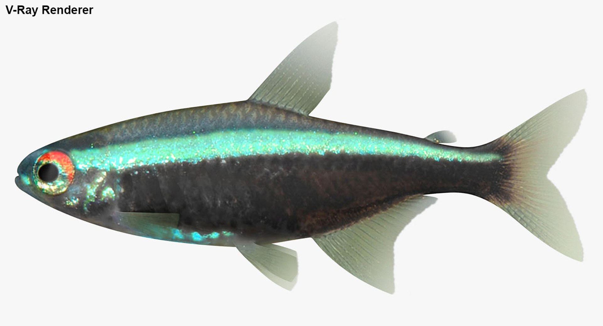 Realistic Neon Tetra Set 3D Model - TurboSquid 1383512