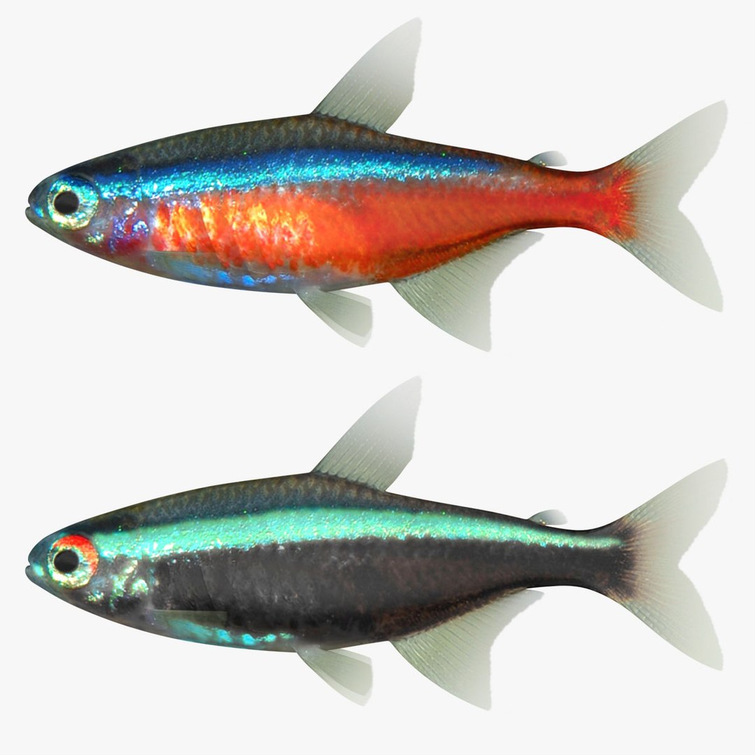 Realistic neon tetra set 3D model - TurboSquid 1383512