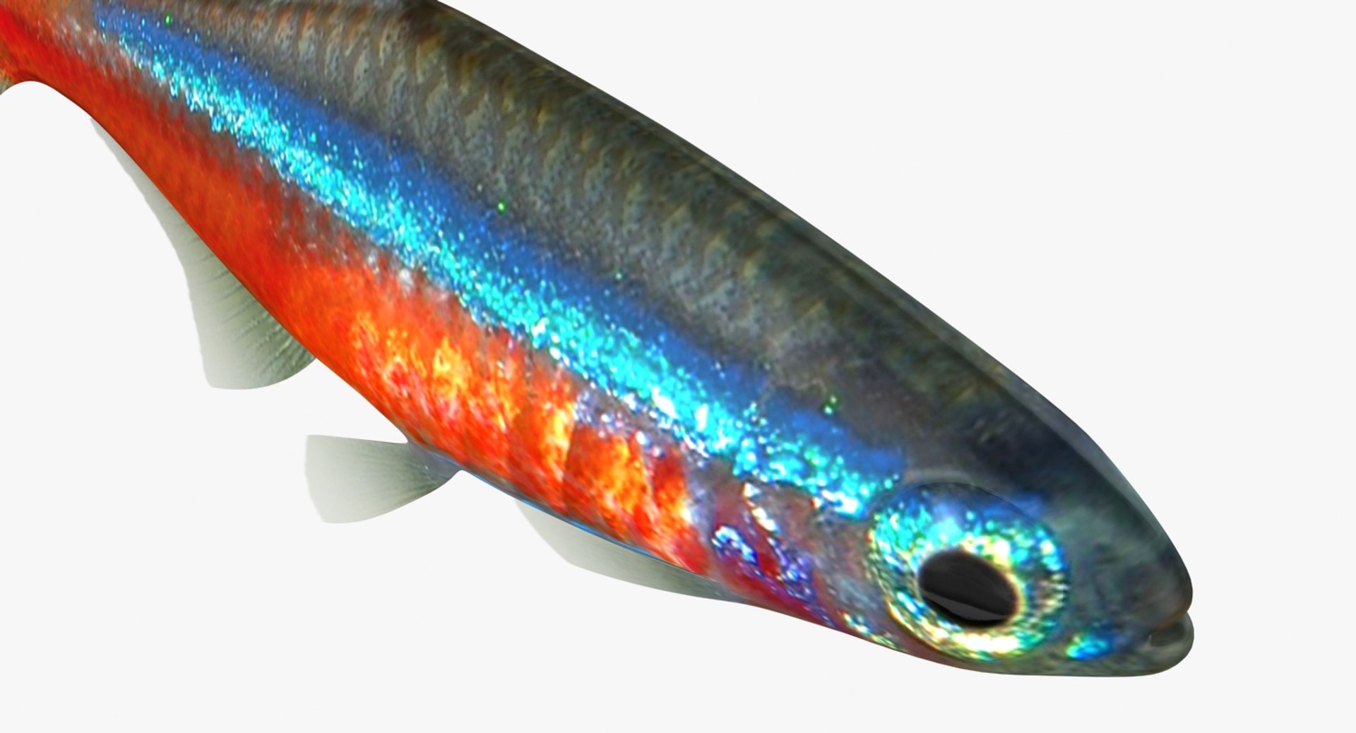 Realistic Neon Tetra Set 3D Model - TurboSquid 1383512