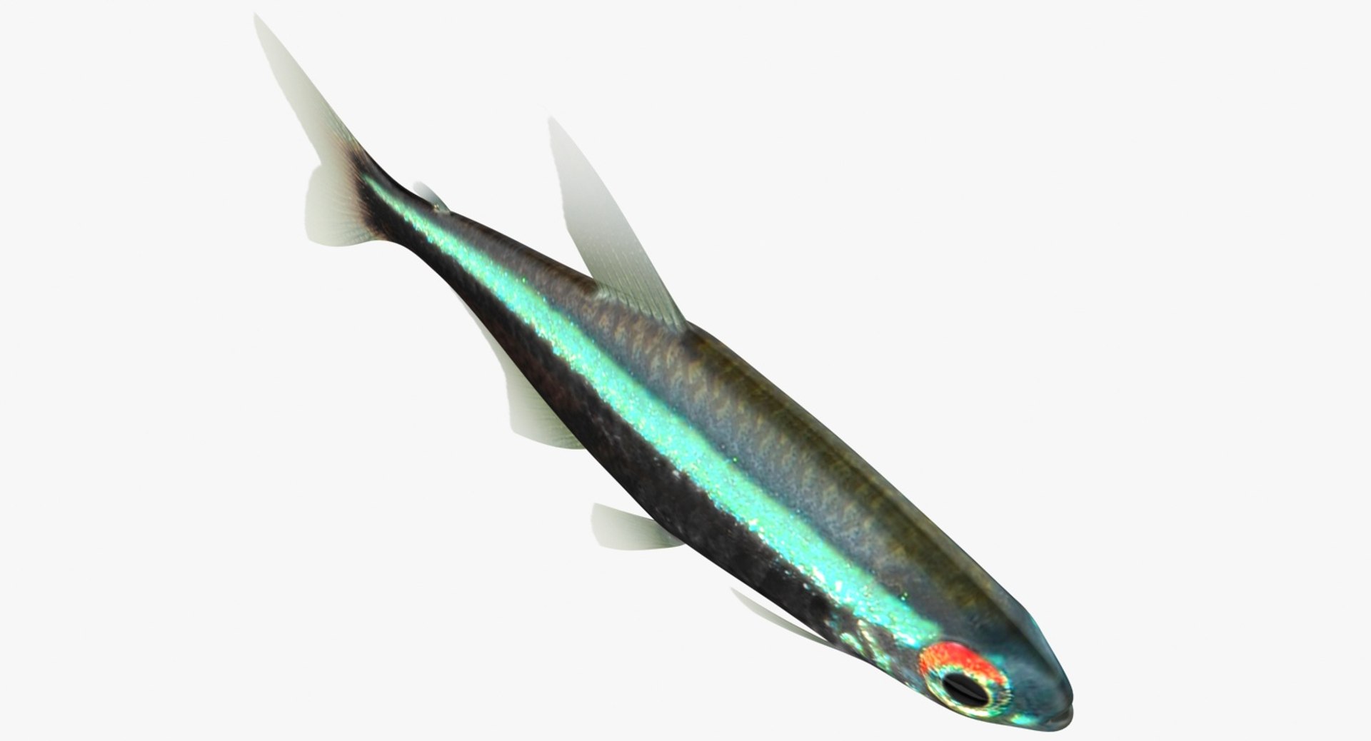 Realistic Neon Tetra Set 3D Model - TurboSquid 1383512