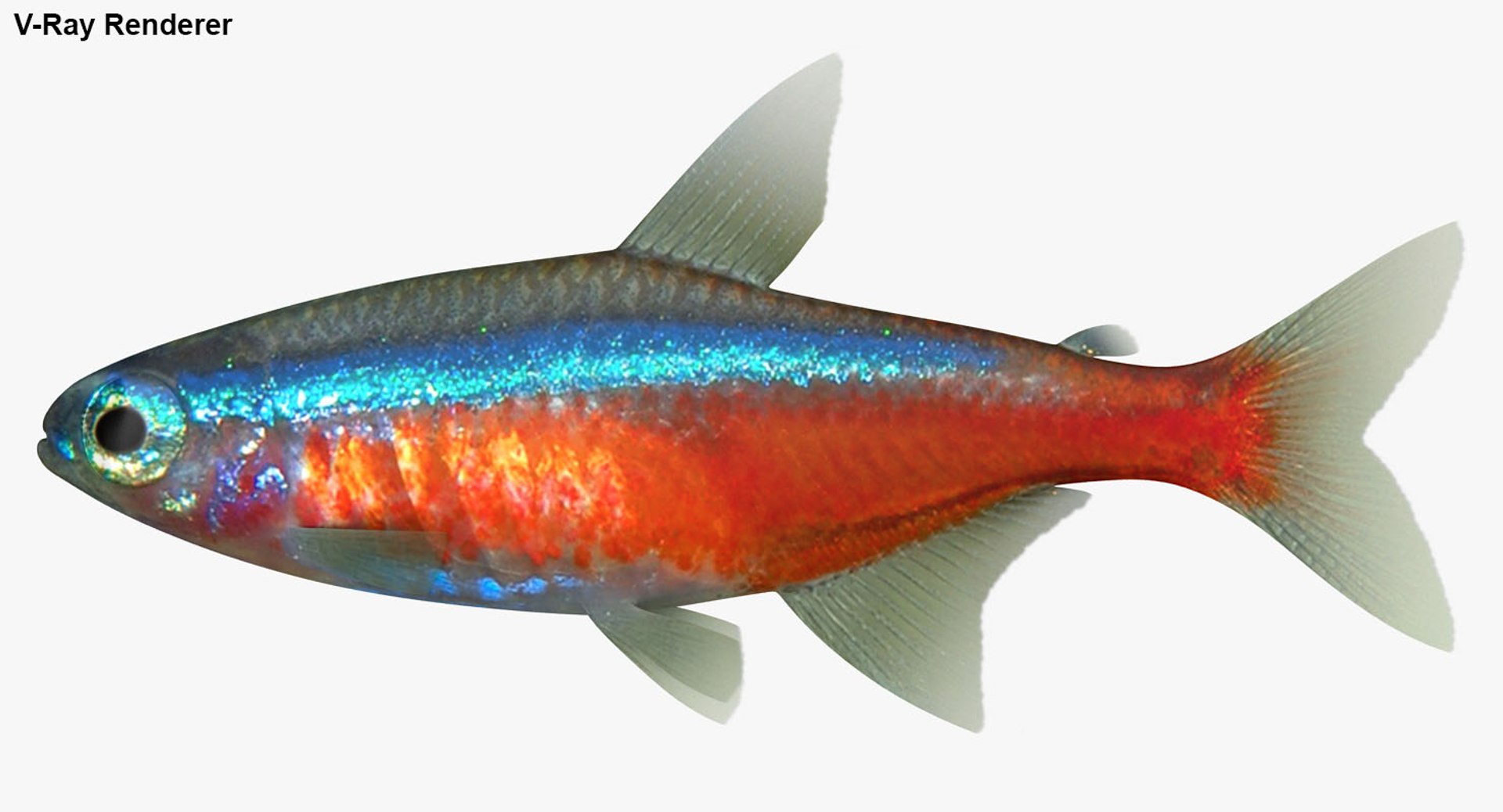 Realistic Neon Tetra Set 3D Model - TurboSquid 1383512