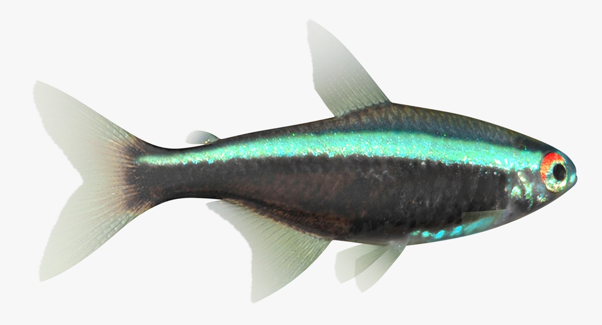 Realistic Neon Tetra Set 3D Model - TurboSquid 1383512