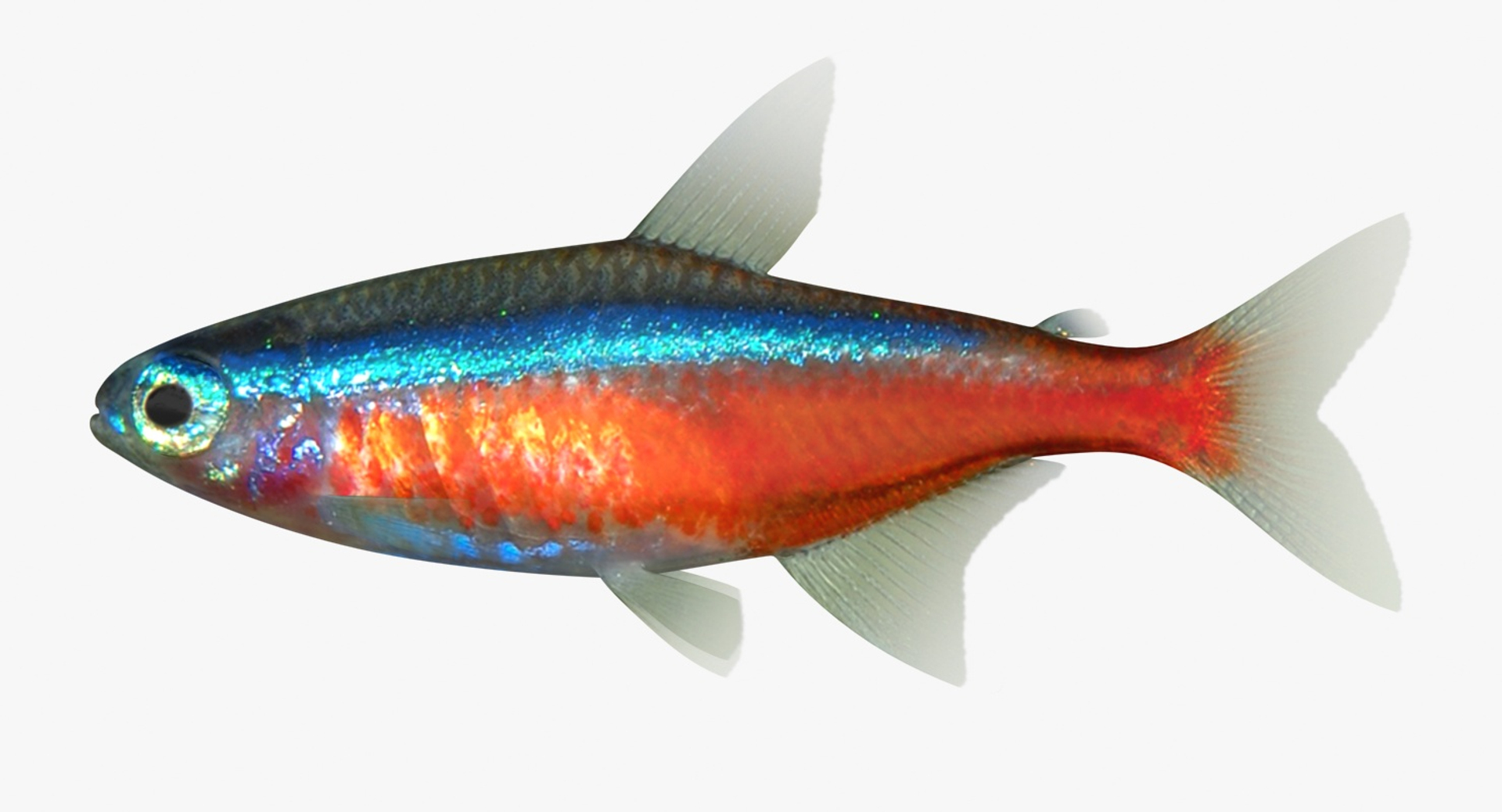 Realistic Neon Tetra Set 3D Model - TurboSquid 1383512