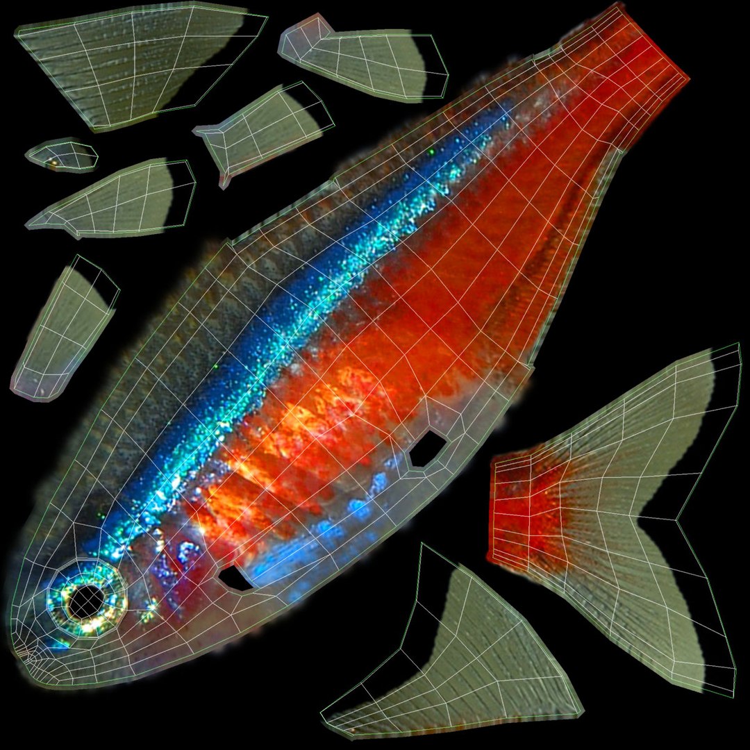Realistic Neon Tetra Set 3D Model - TurboSquid 1383512