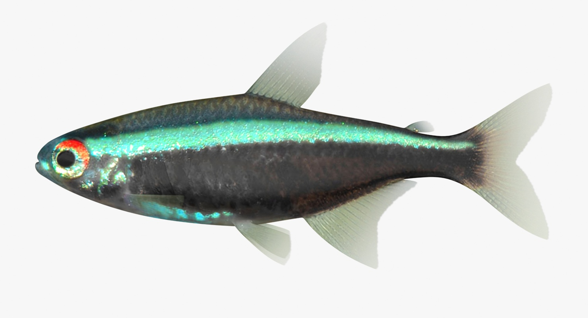 Realistic Neon Tetra Set 3D Model - TurboSquid 1383512