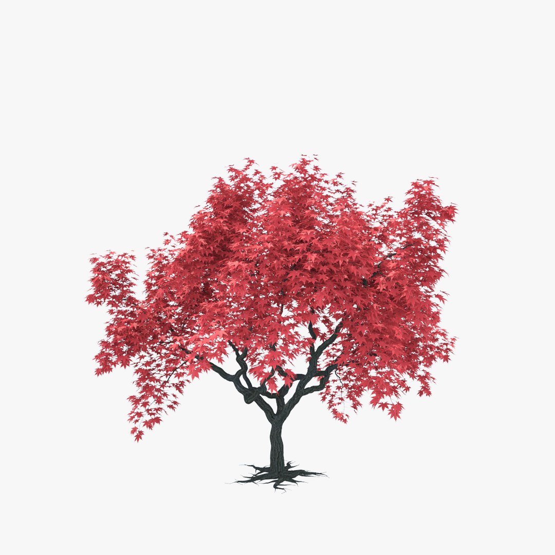 japanese maple 3d model