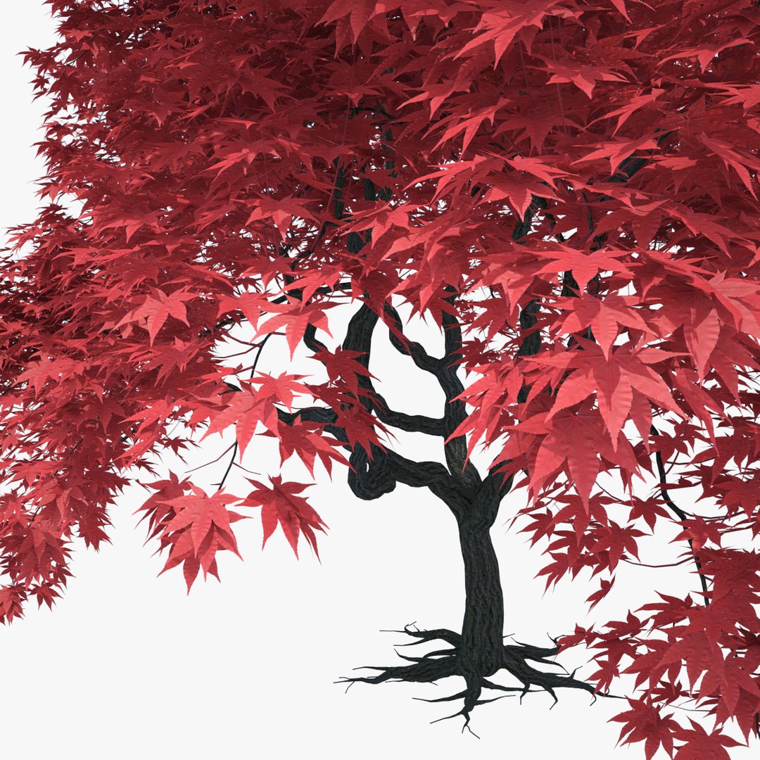 japanese maple 3d model