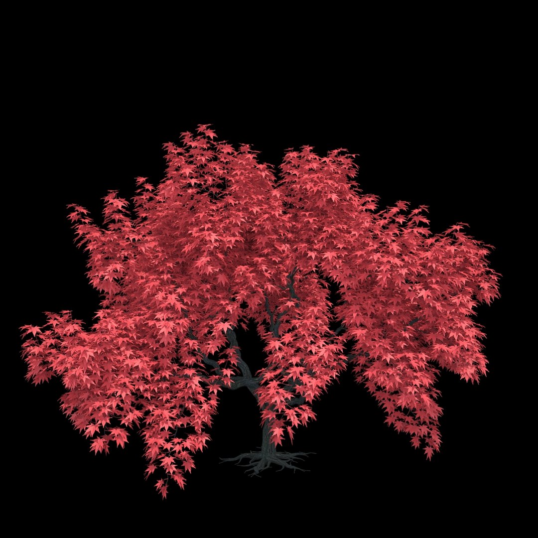 japanese maple 3d model