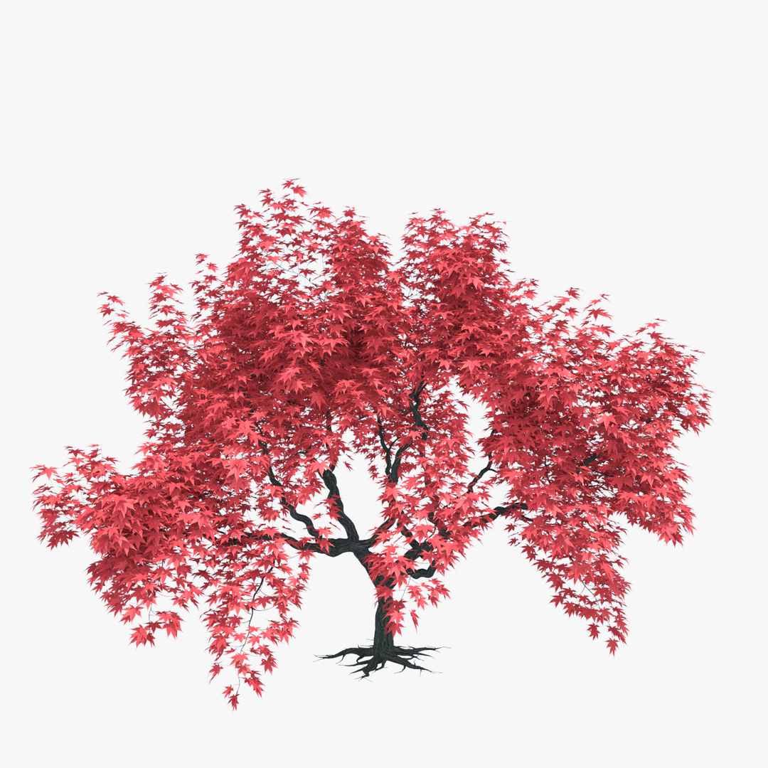 japanese maple 3d model
