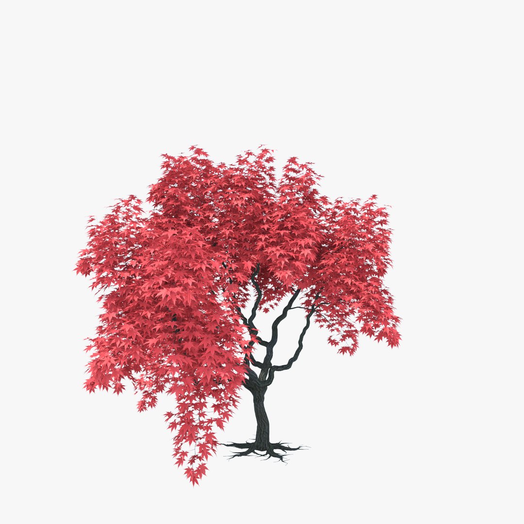 japanese maple 3d model