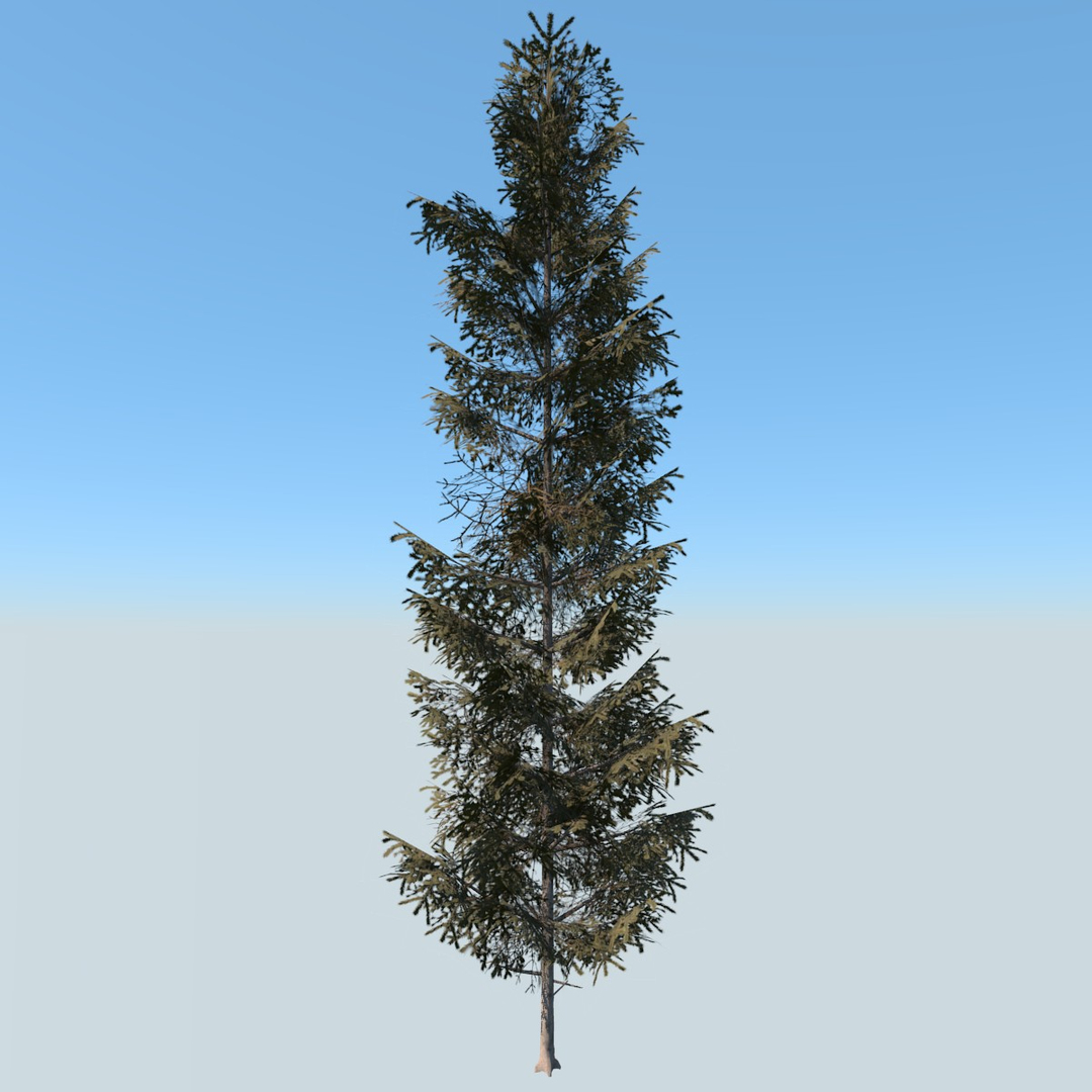 3d Ready Spruce Trees