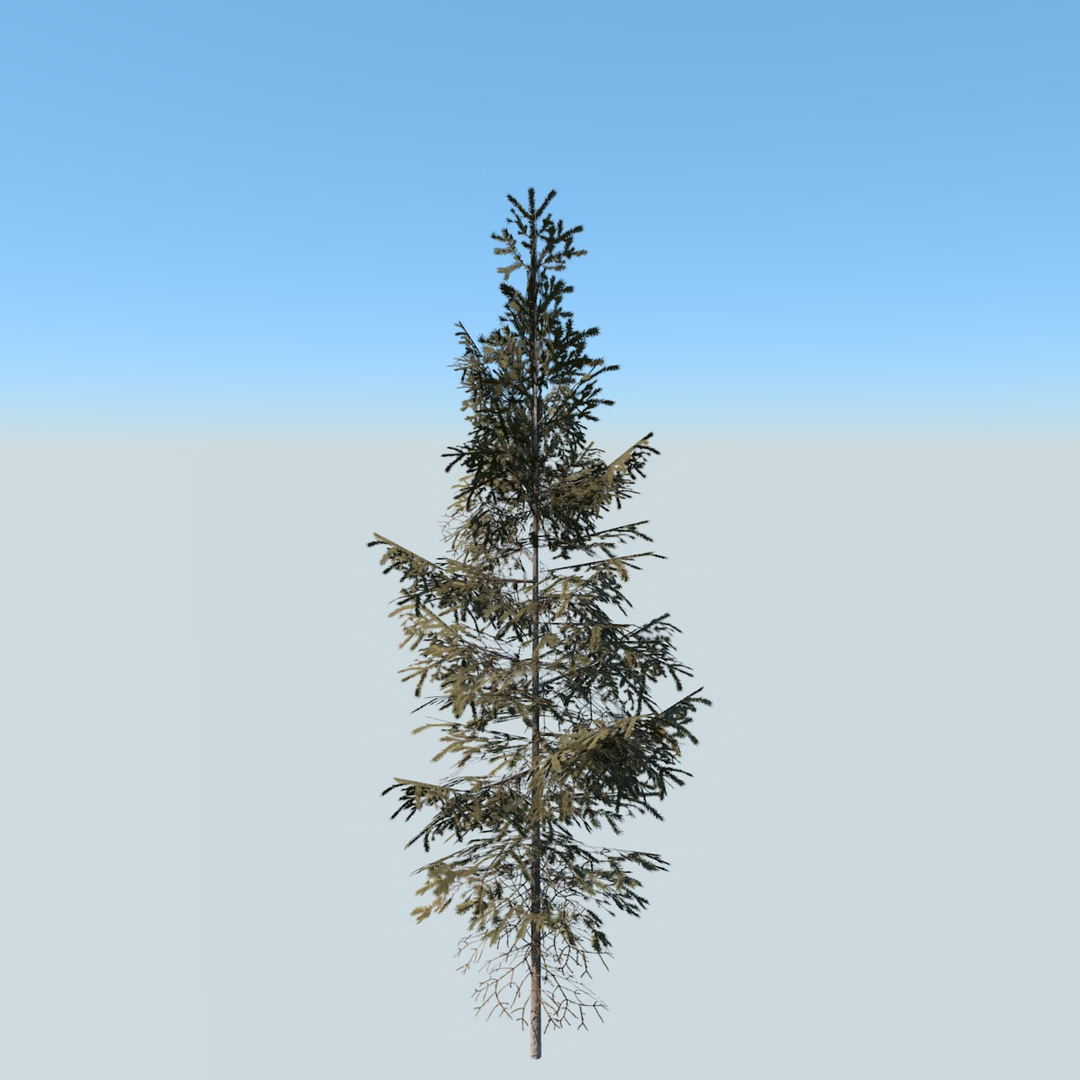 3d Ready Spruce Trees