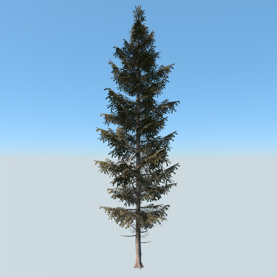 3d Ready Spruce Trees