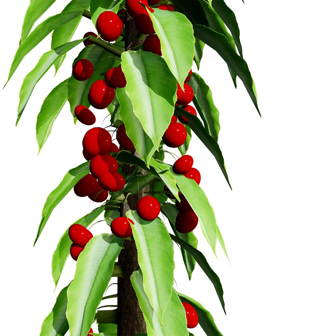 3D Model Realistic 3D Columnar Fruit Trees - TurboSquid 2281693