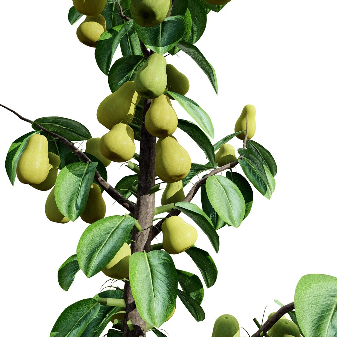 3D Model Realistic 3D Columnar Fruit Trees - TurboSquid 2281693