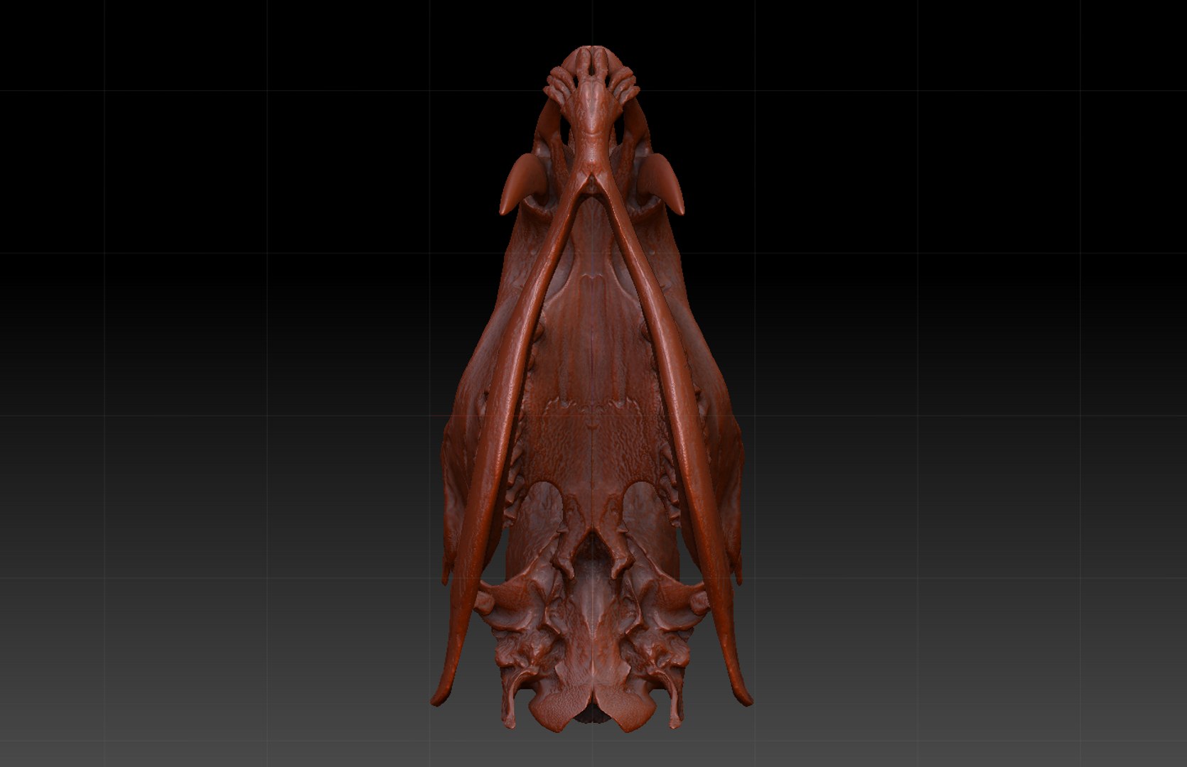 C4d Tufted Deer Elaphodus Cephalophus
