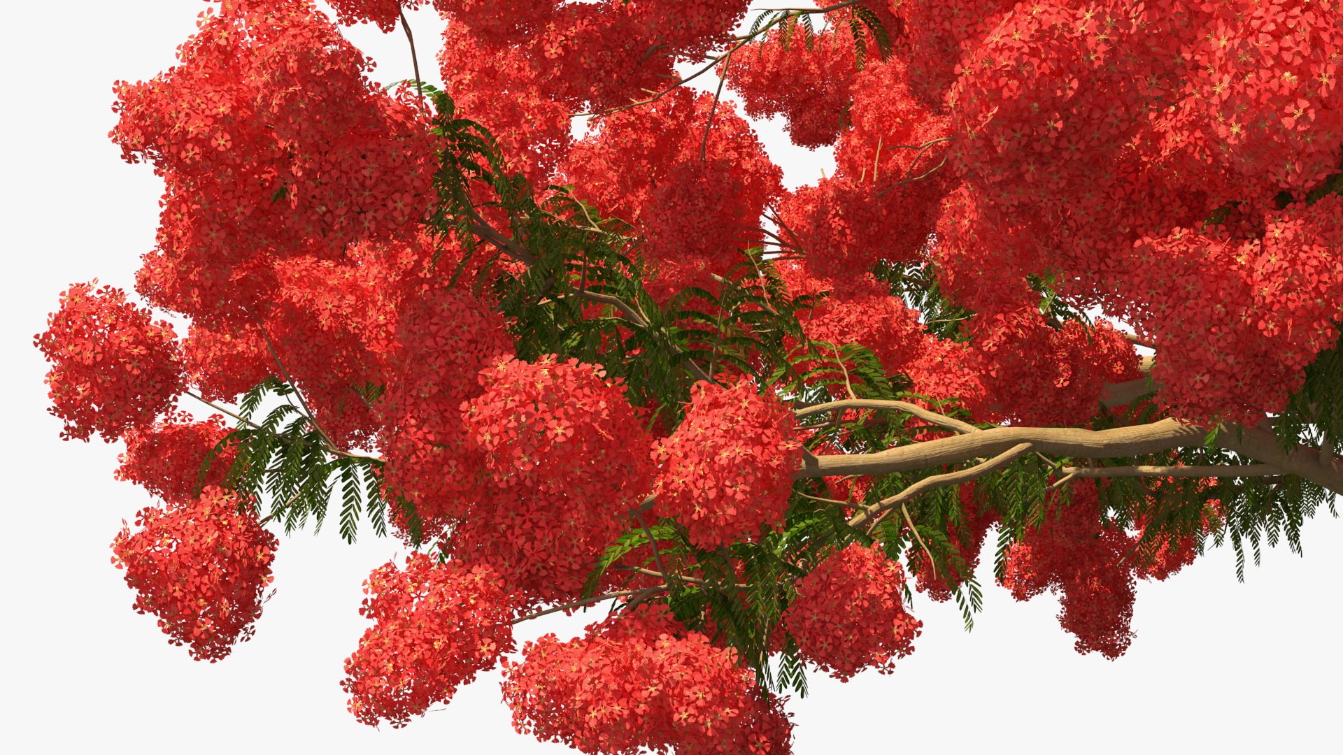 Delonix Regia Tree 3D Model - TurboSquid 1505953