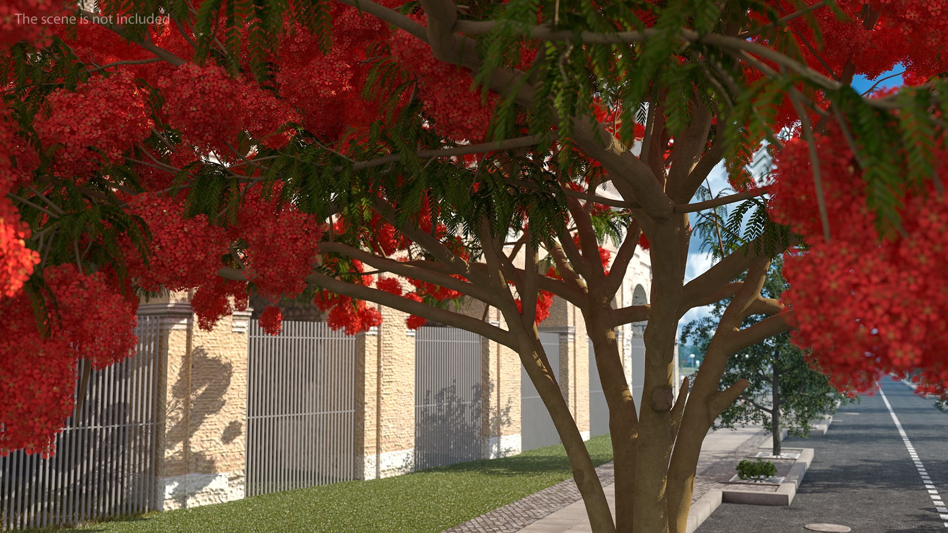 Delonix Regia Tree 3D Model - TurboSquid 1505953