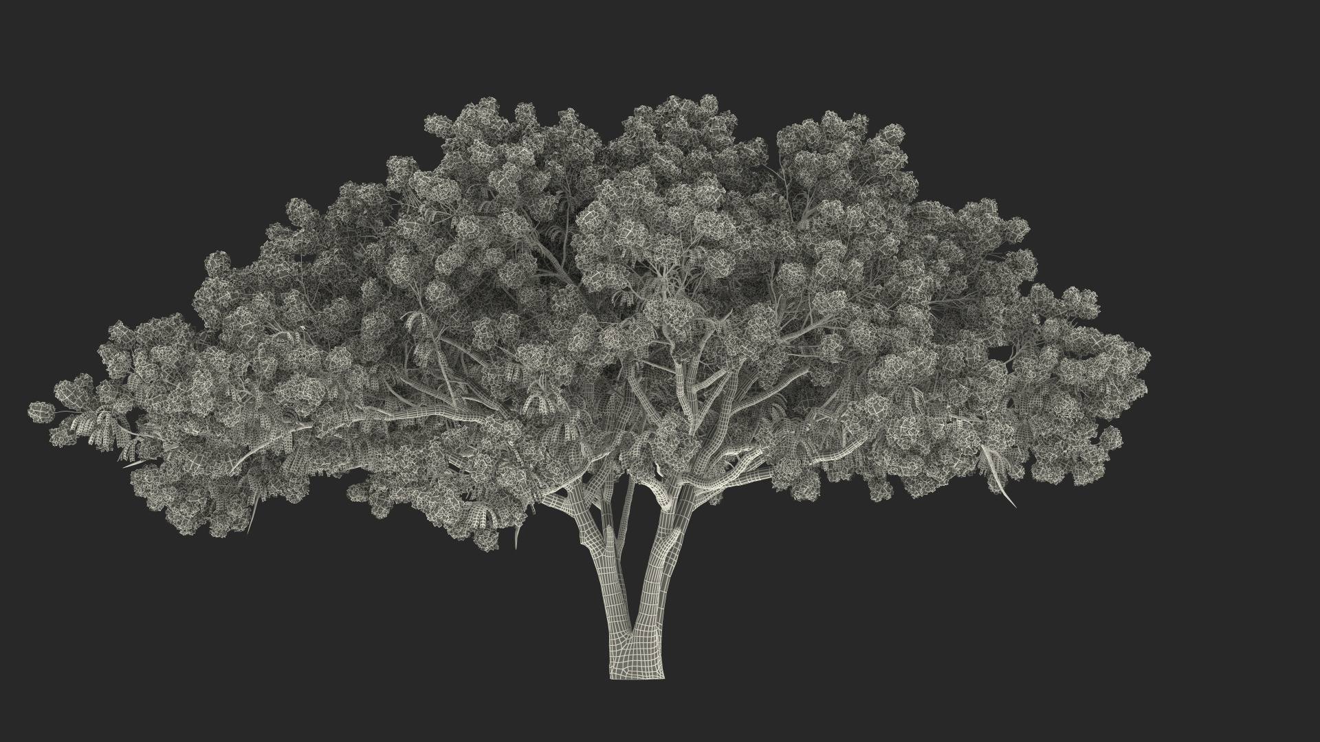 Delonix Regia Tree 3D Model - TurboSquid 1505953
