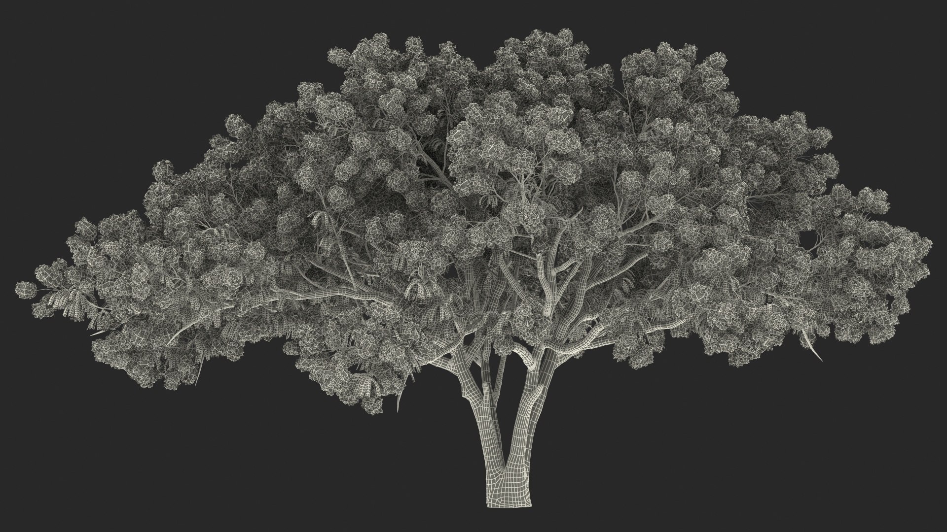 Delonix Regia Tree 3D Model - TurboSquid 1505953
