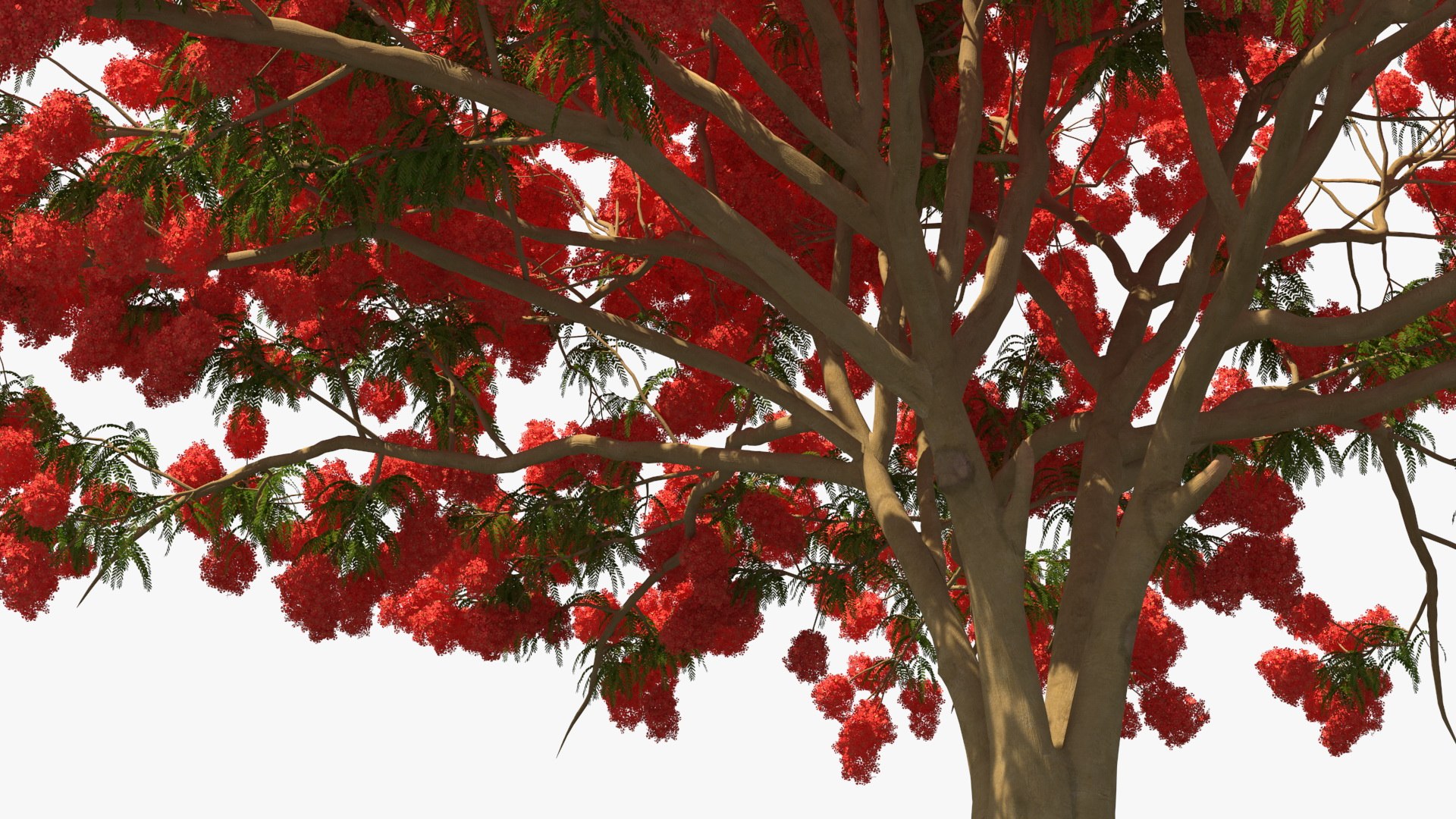 Delonix Regia Tree 3D Model - TurboSquid 1505953