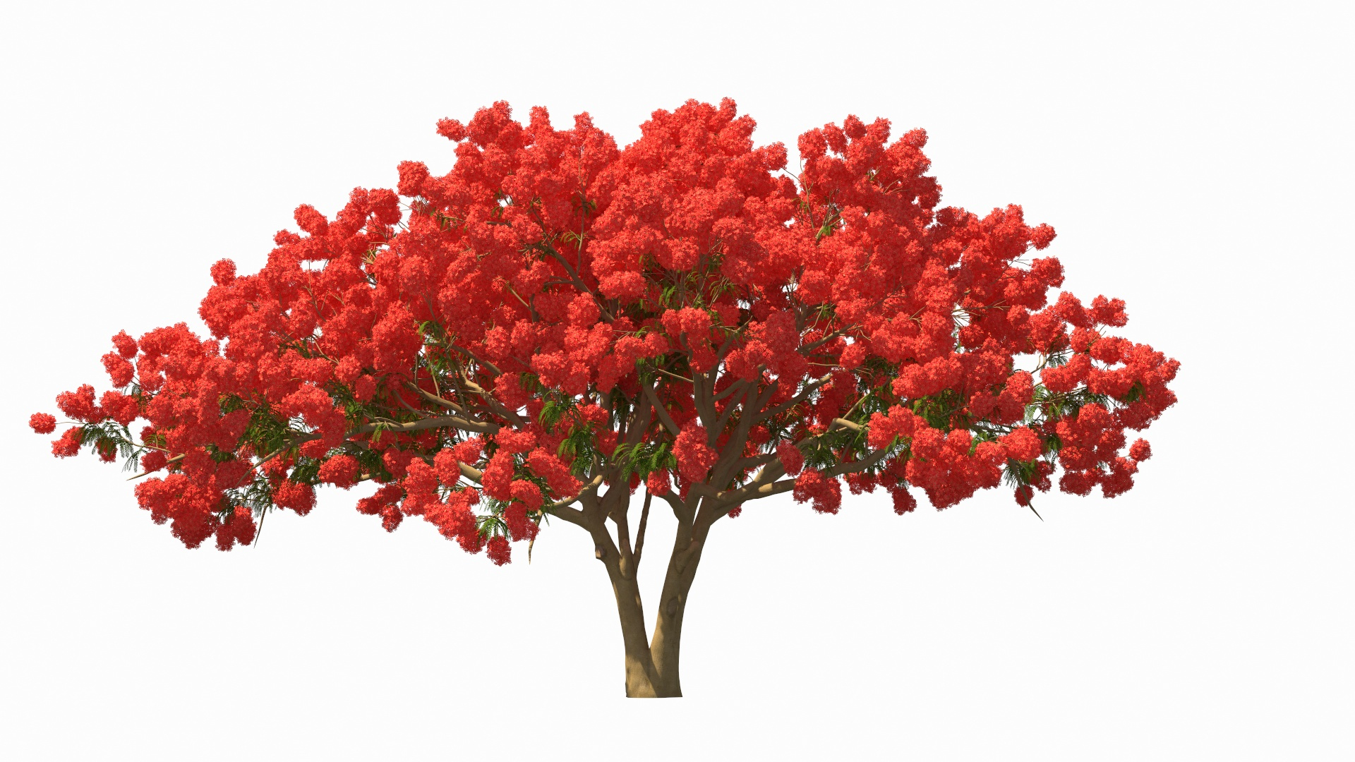 Delonix Regia Tree 3D Model - TurboSquid 1505953