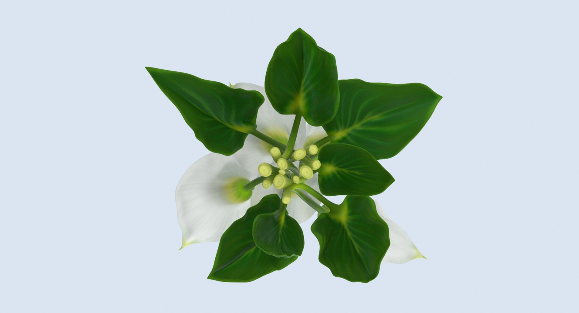Calla Lilies 3d Model