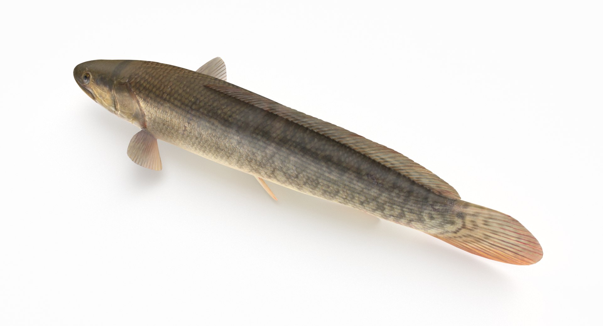 Bowfin Pbr Model - TurboSquid 1380884