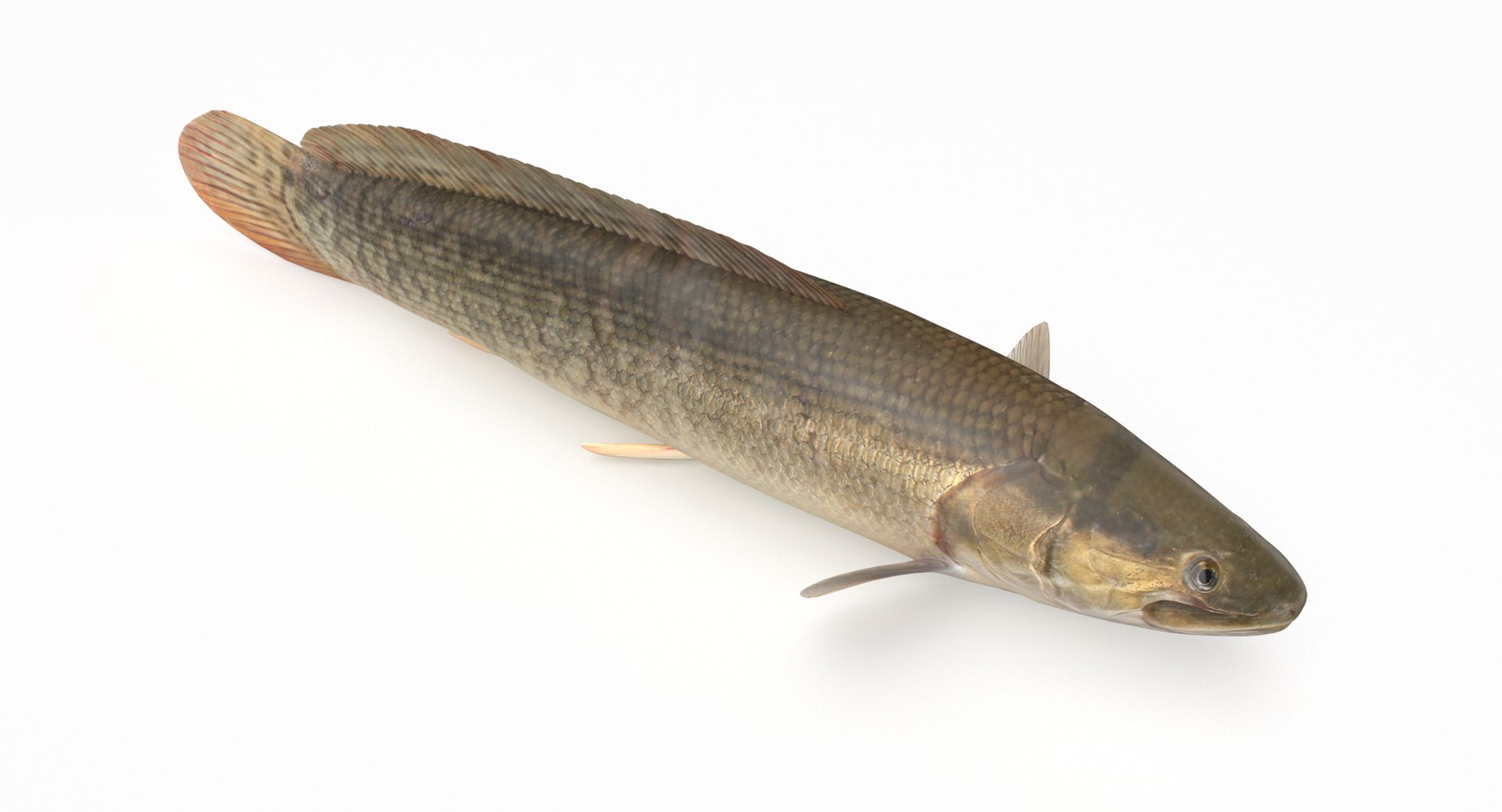 Bowfin Pbr Model - TurboSquid 1380884