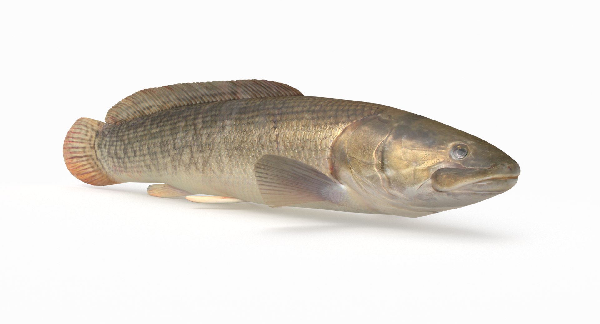 Bowfin Pbr Model - TurboSquid 1380884