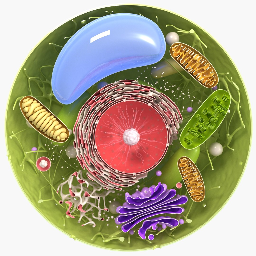 3D Plant Cell Model - TurboSquid 1842765