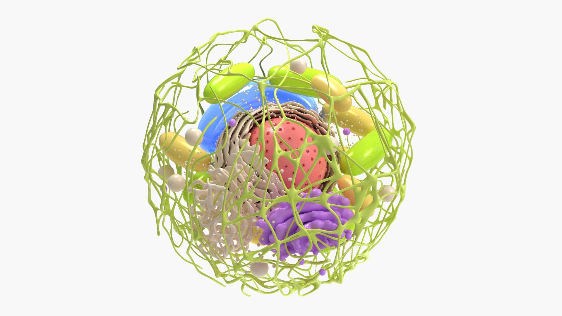 3D Plant Cell Model - TurboSquid 1842765