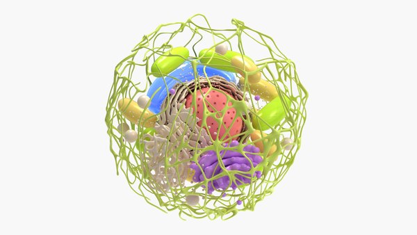 3D plant cell model - TurboSquid 1842765