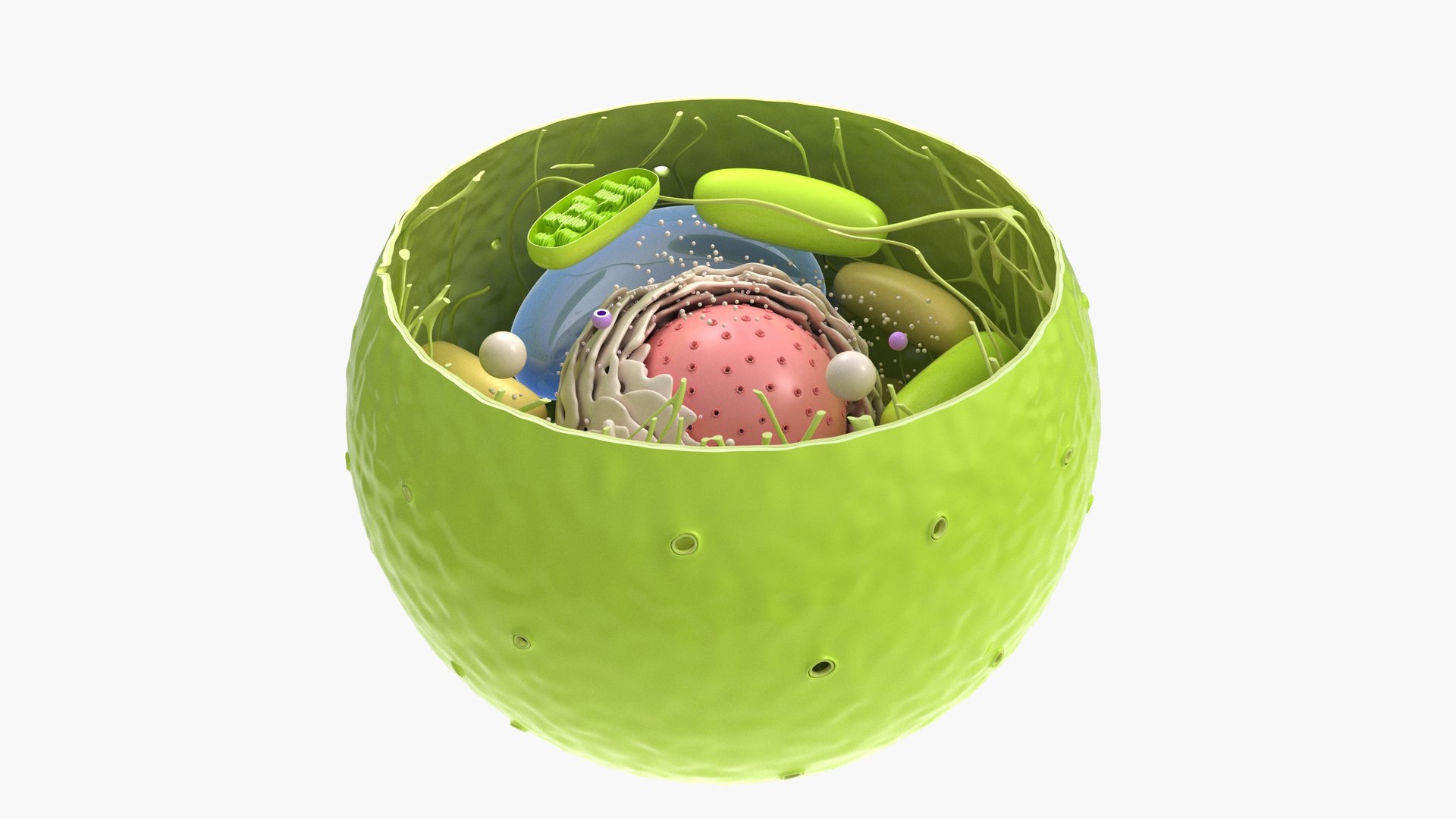 3D Plant Cell Model - TurboSquid 1842765