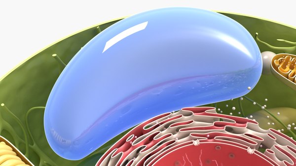 3D plant cell model - TurboSquid 1842765