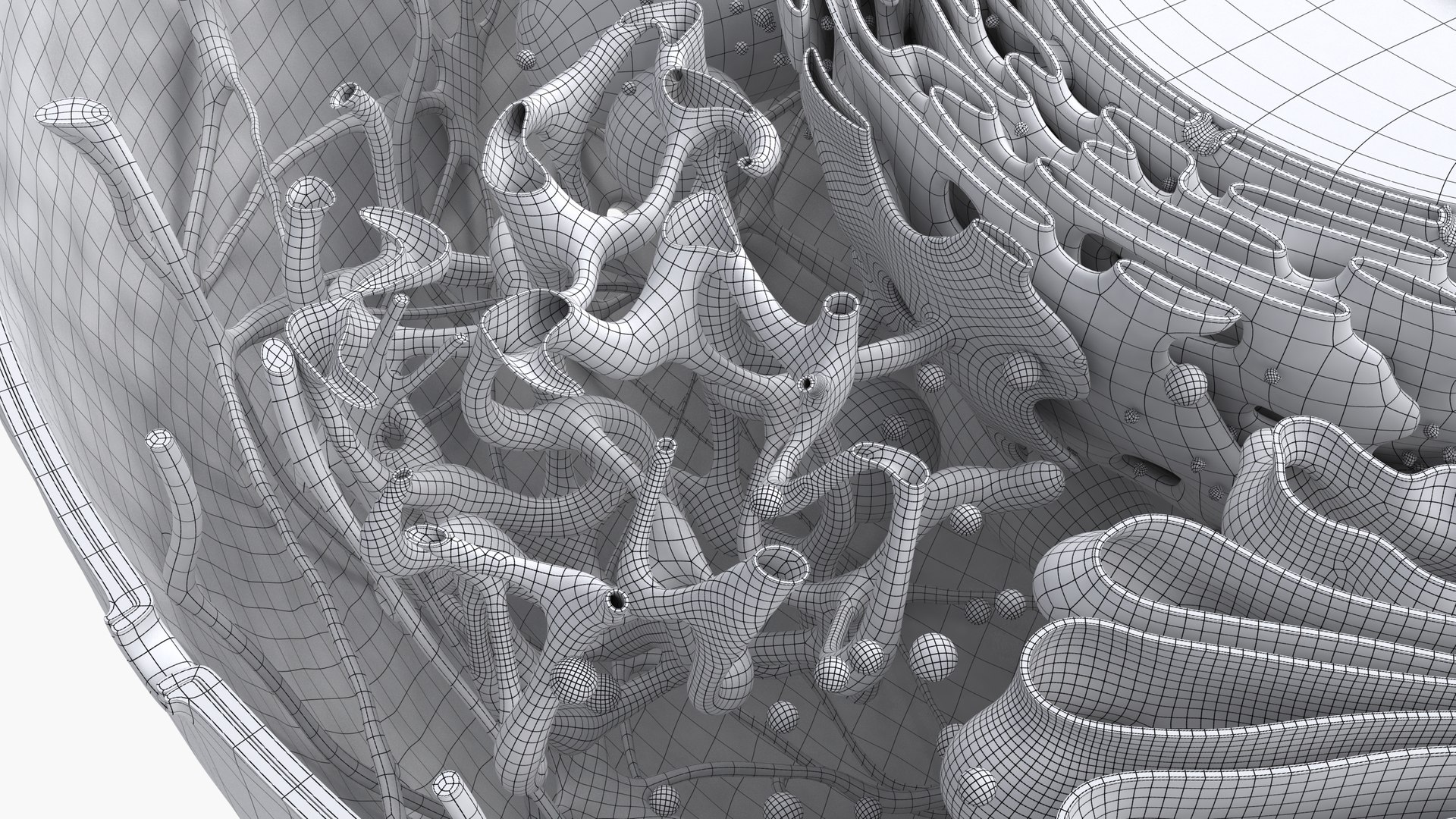 3D plant cell model - TurboSquid 1842765