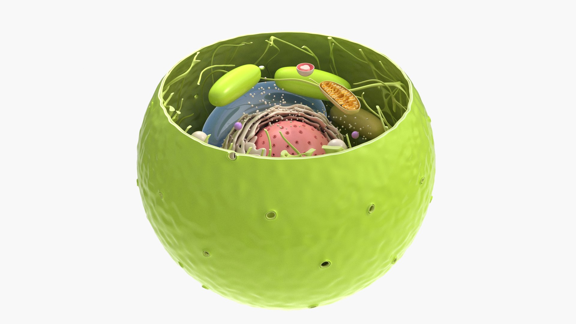 3D Plant Cell Model - TurboSquid 1842765