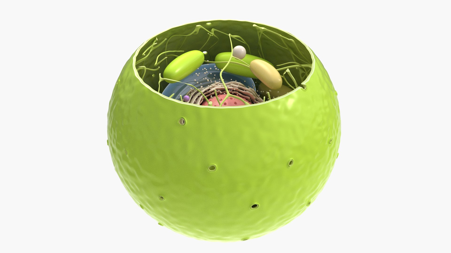 3D Plant Cell Model - TurboSquid 1842765