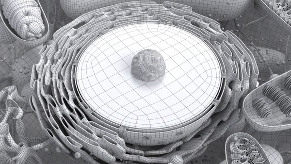 3D plant cell model - TurboSquid 1842765