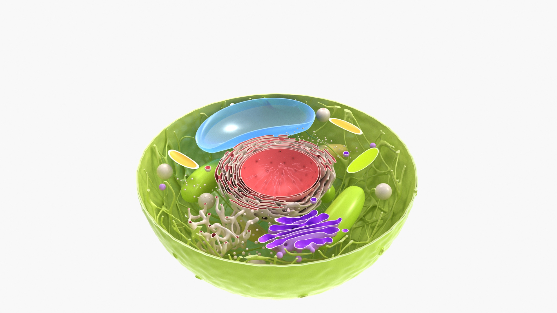 3D plant cell model - TurboSquid 1842765