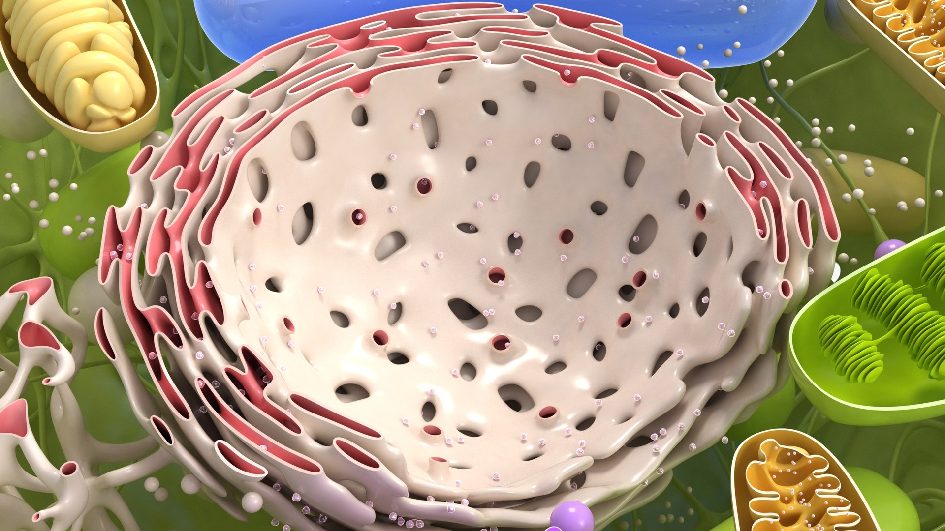 3D Plant Cell Model - TurboSquid 1842765