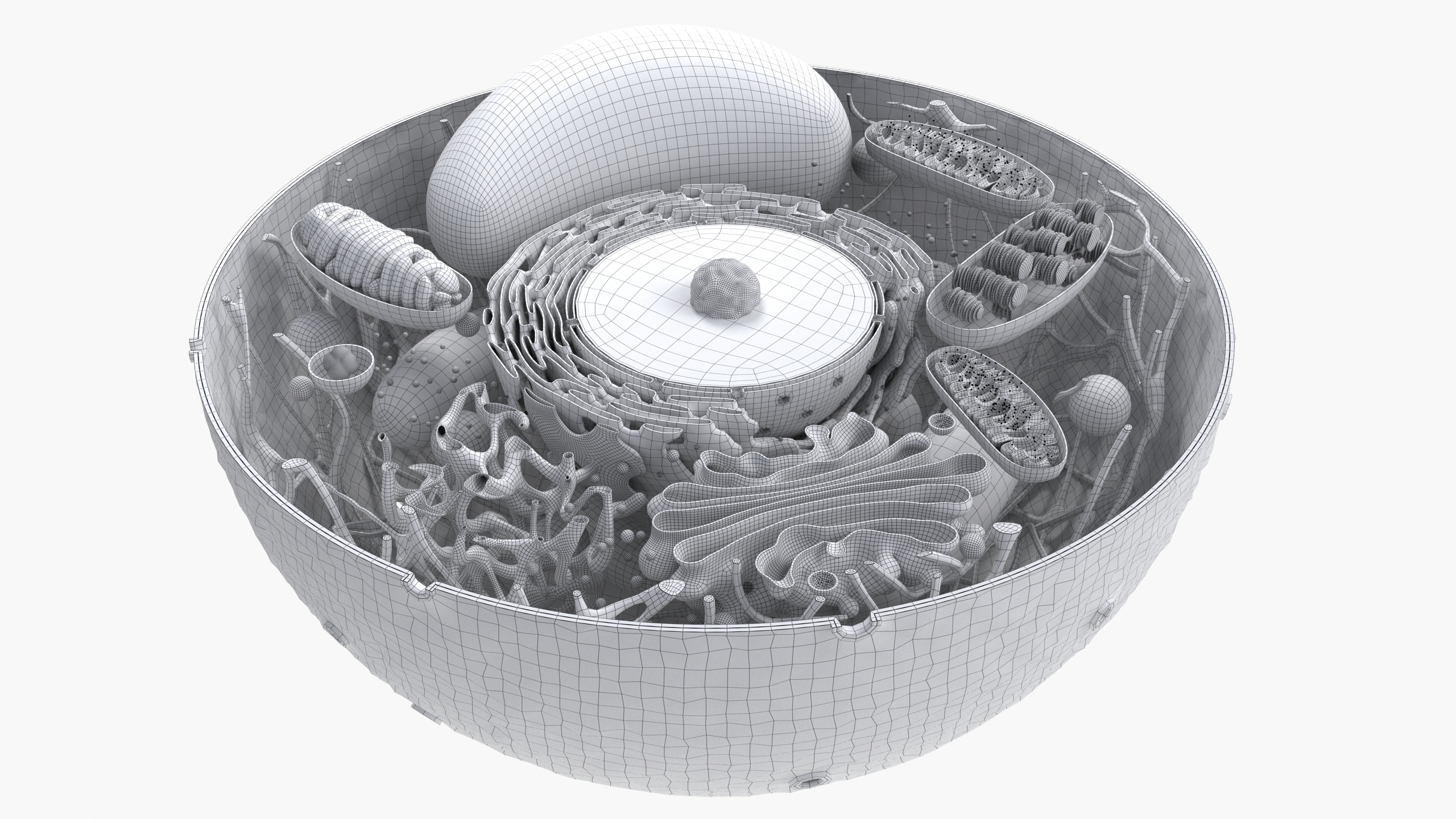 3D plant cell model - TurboSquid 1842765