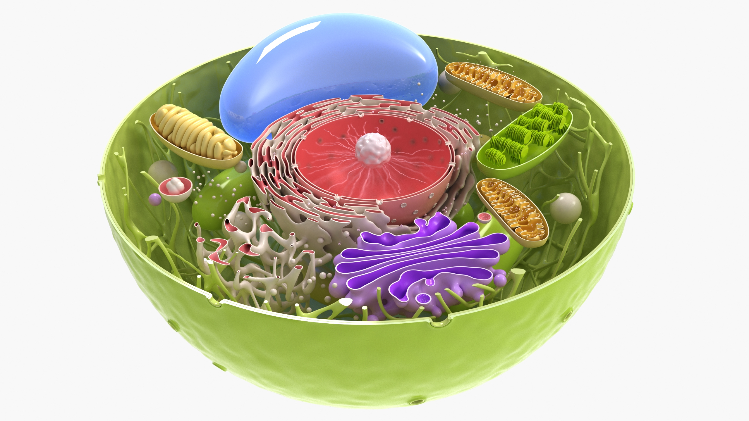 3D plant cell model - TurboSquid 1842765