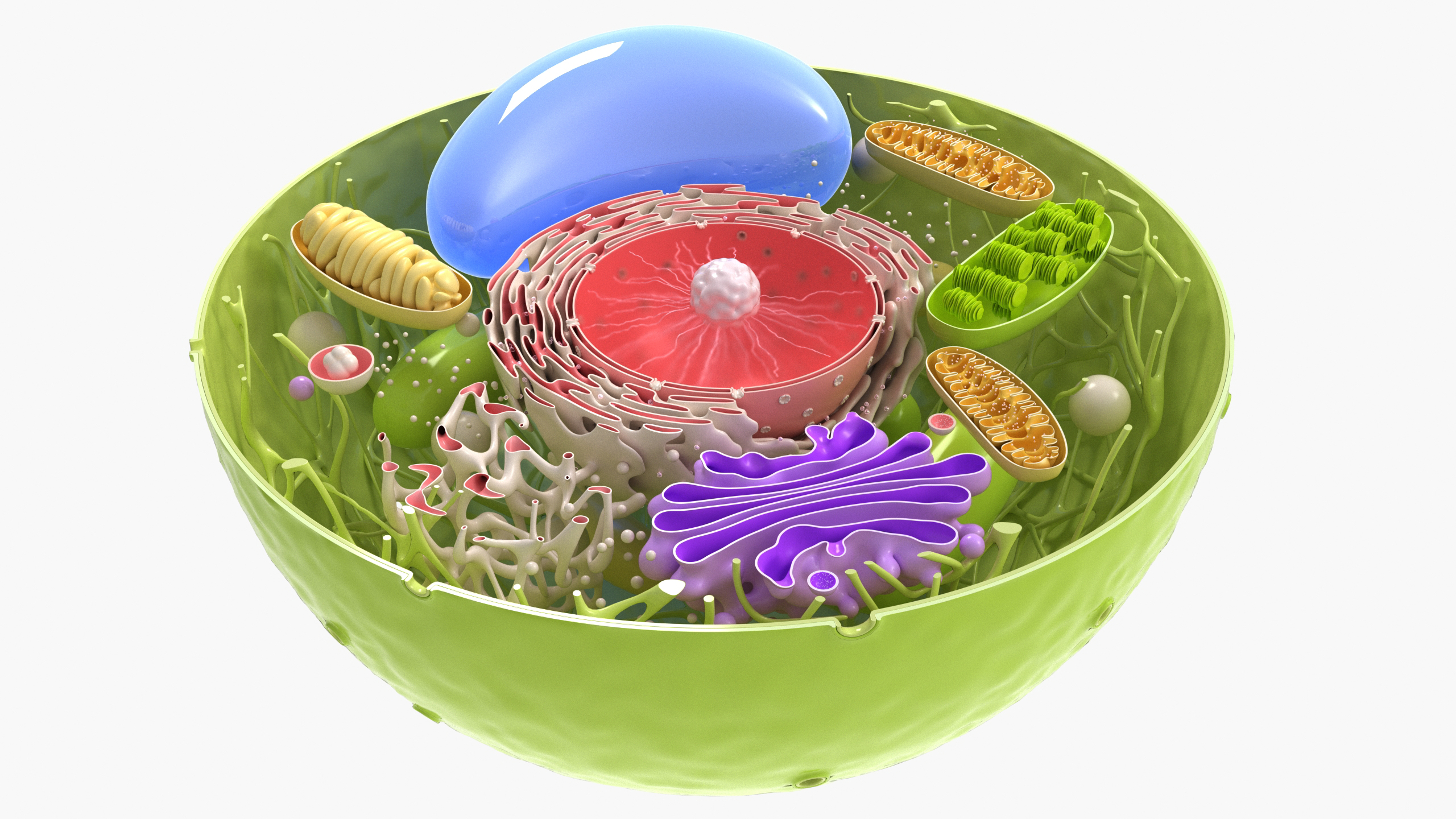 3D plant cell model - TurboSquid 1842765