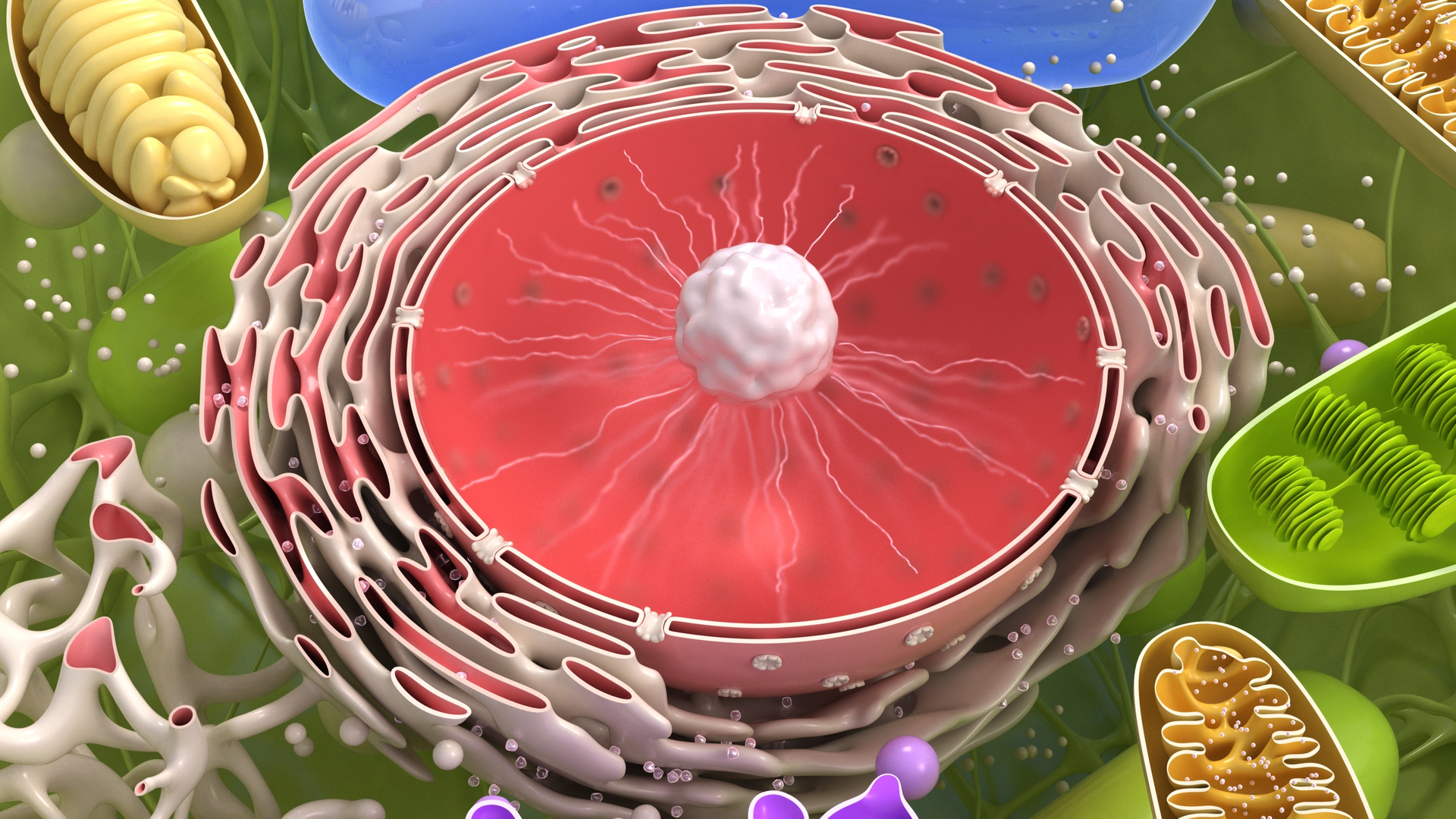 3D plant cell model - TurboSquid 1842765