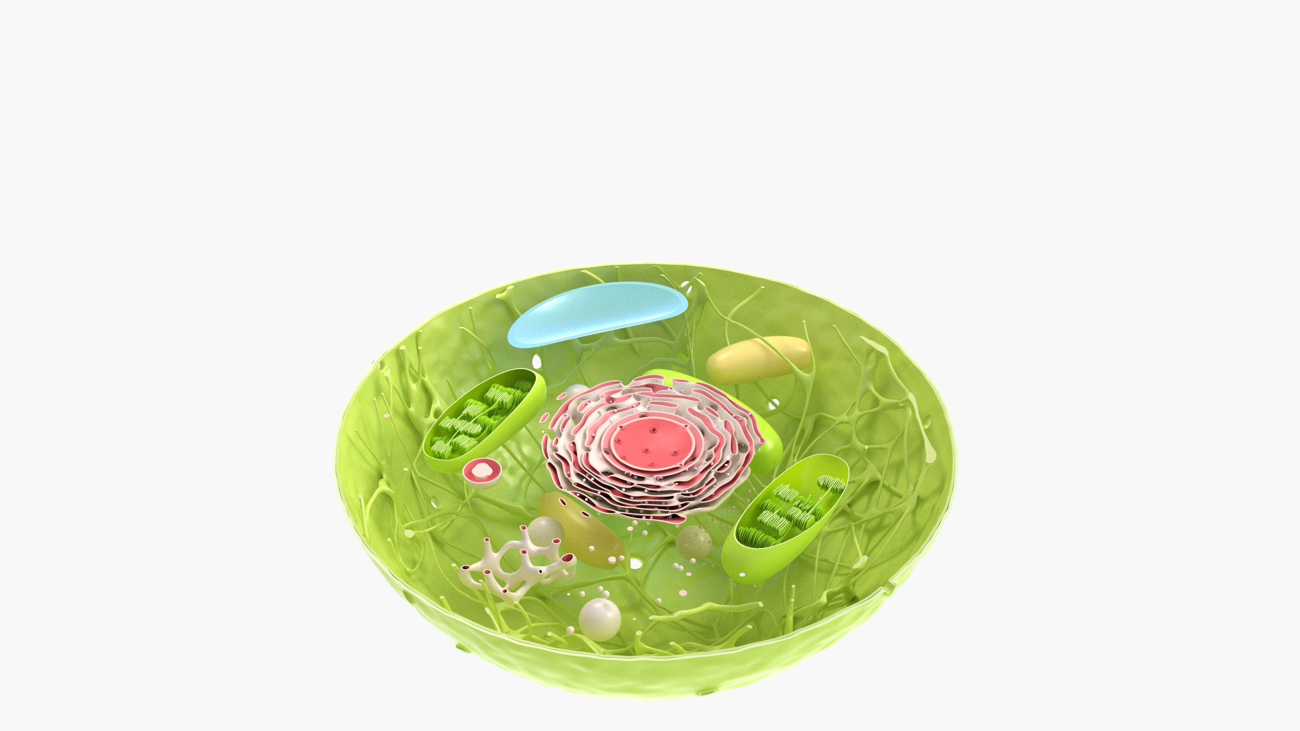 3D plant cell model - TurboSquid 1842765