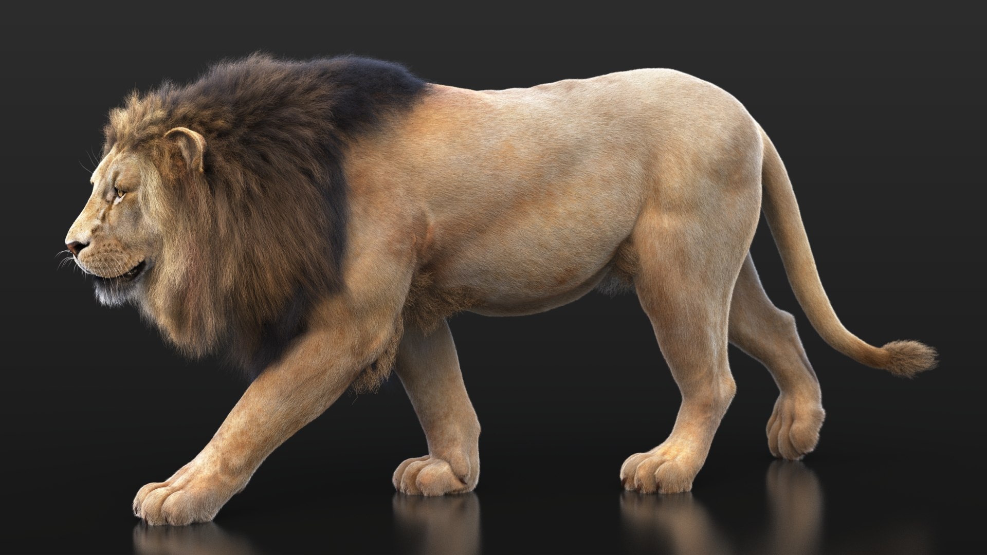 Lion XGEN CORE 3D - TurboSquid 1746510