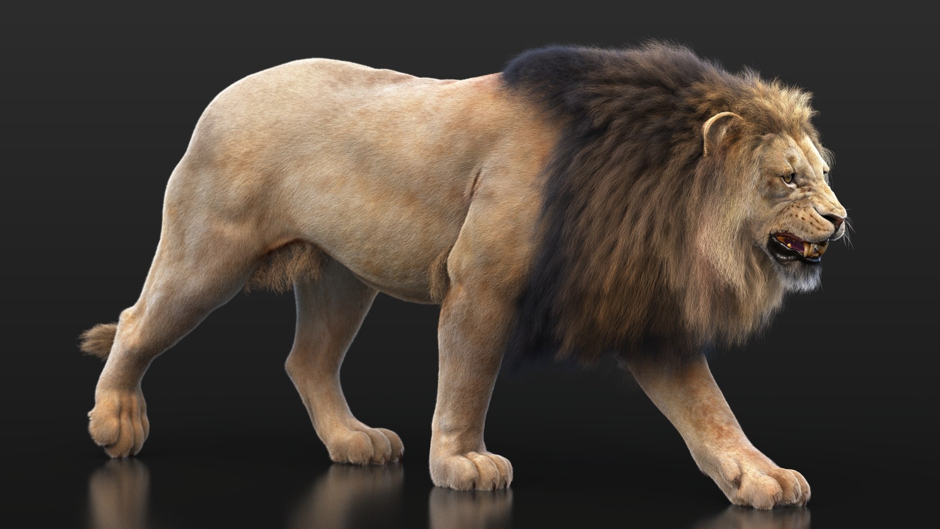 Lion XGEN CORE 3D - TurboSquid 1746510